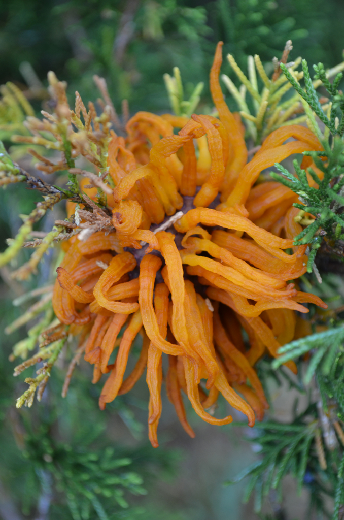 Apple Cedar Rust: What on Earth is It and Why Does It Matter? | Lives ...