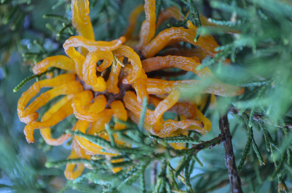 Apple Cedar Rust: What on Earth is It and Why Does It Matter? | Lives ...