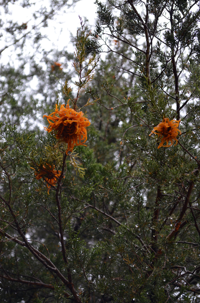 Apple Cedar Rust: What on Earth is It and Why Does It Matter? | Lives ...
