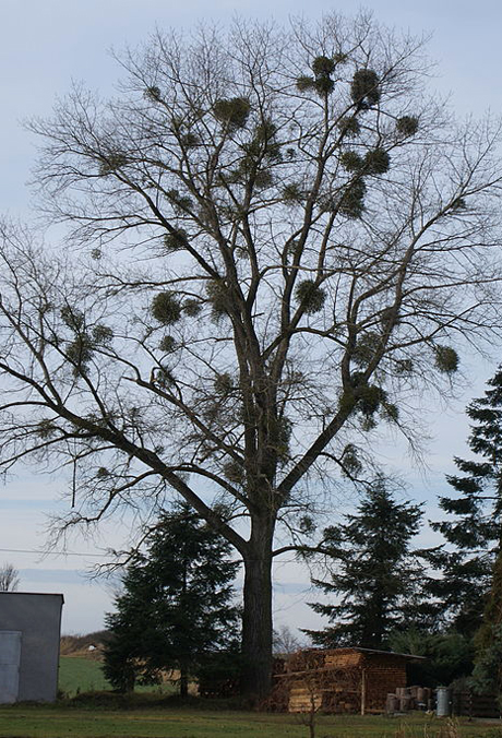 Mistletoe: More Than Christmas Kisses | Lives & Legacies