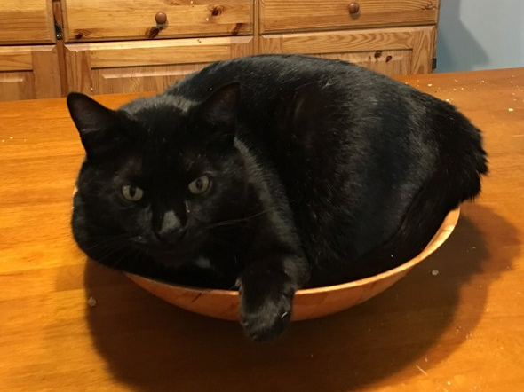 How the Enlightenment Transformed Cats into Pets | Lives & Legacies