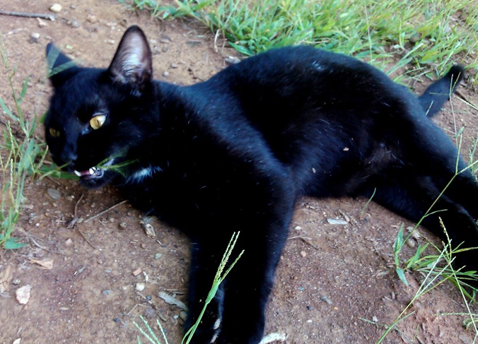 How the Enlightenment Transformed Cats into Pets | Lives & Legacies