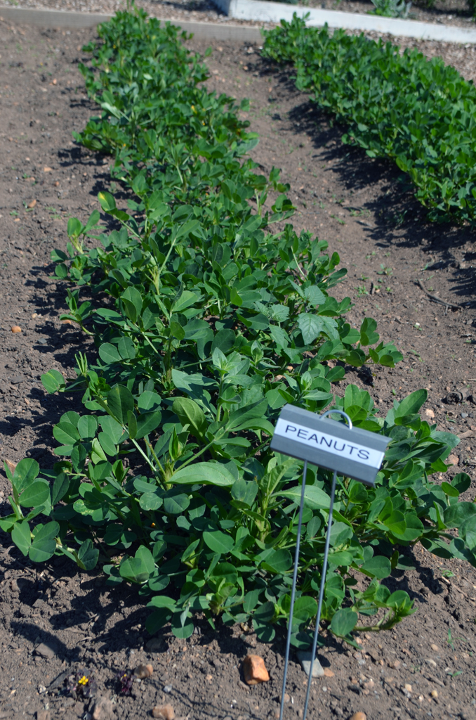 What’s Growing in Ferry Farm’s Garden? | Lives & Legacies