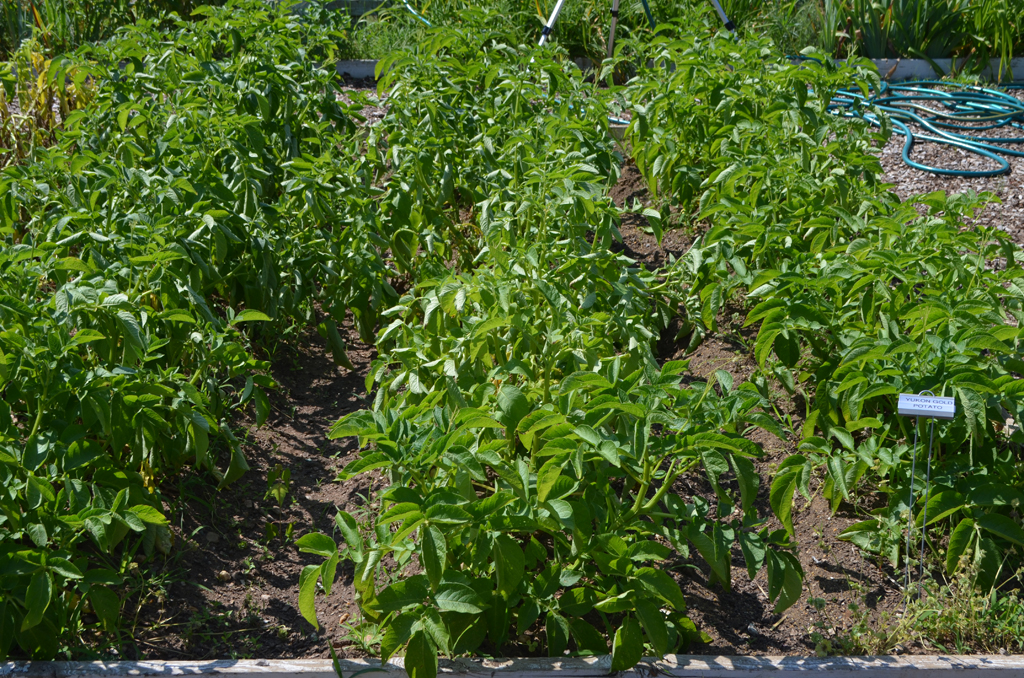 What’s Growing in Ferry Farm’s Garden? | Lives & Legacies