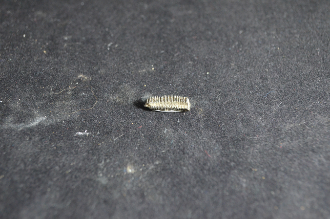 The Fossils of Ferry Farm | Lives & Legacies