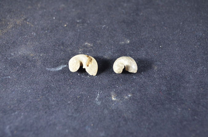 The Fossils of Ferry Farm | Lives & Legacies