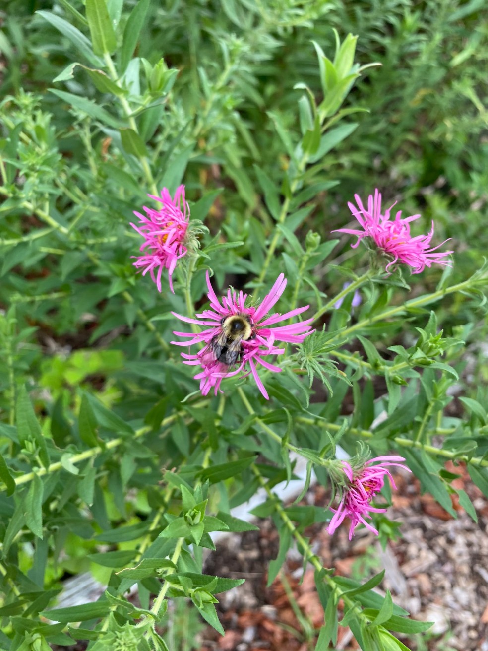Caring for Ferry Farm’s Flora and Fauna | Lives & Legacies