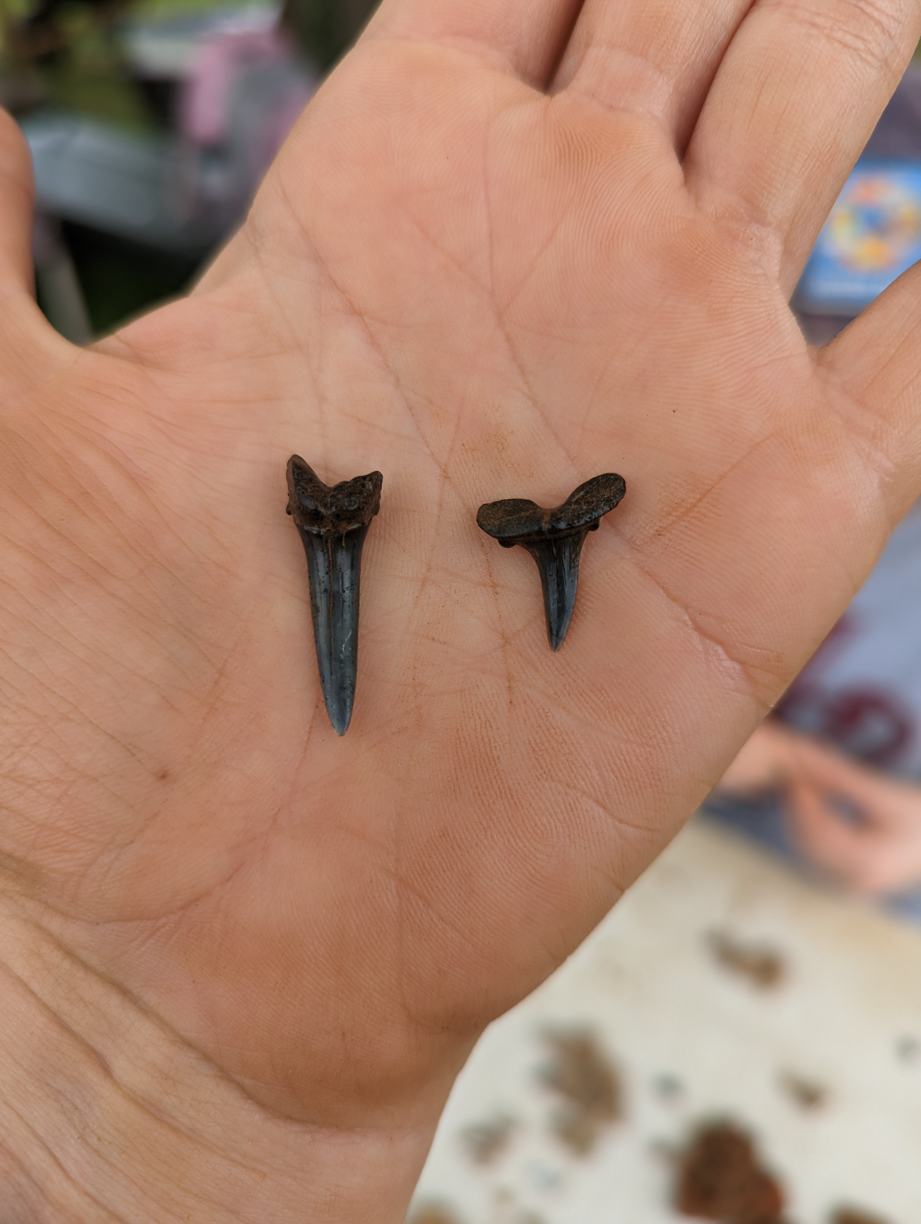 2023 Dig Season Recap! | Lives & Legacies