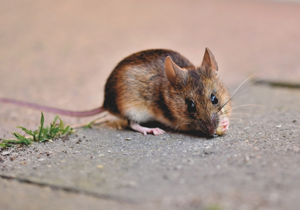 Of Mice and Men: A brief exploration of rodents’ history in America ...