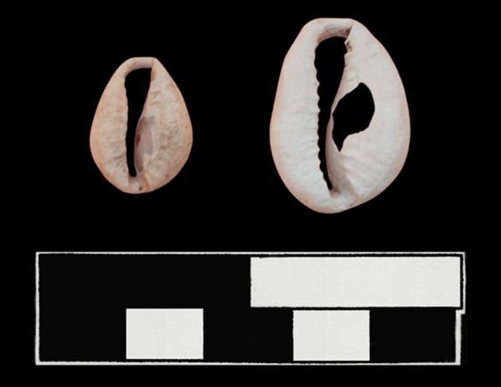 Cowrie Shells: Cultural and Economic Ties in the 18th-Century Atlantic ...