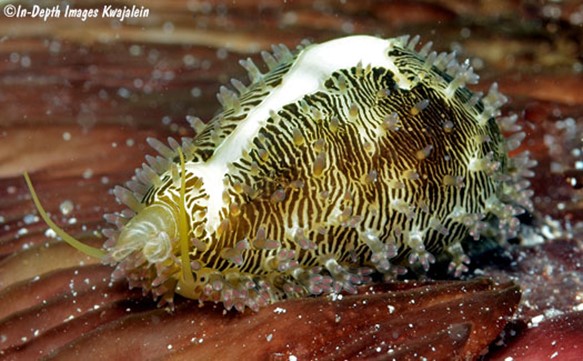 Cowrie Shells: Cultural and Economic Ties in the 18th-Century Atlantic ...