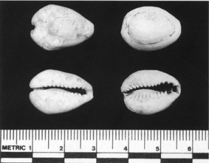 Cowrie Shells: Cultural and Economic Ties in the 18th-Century Atlantic ...